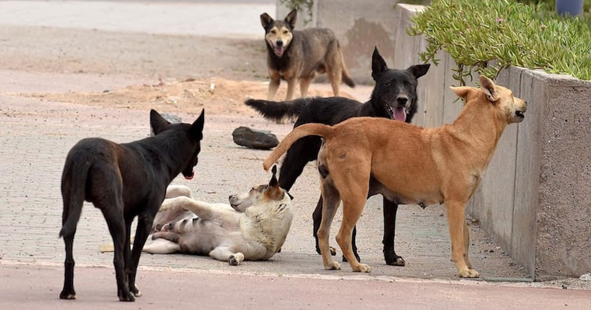 Maroc : des mesures pour améliorer la gestion des chiens errants ...